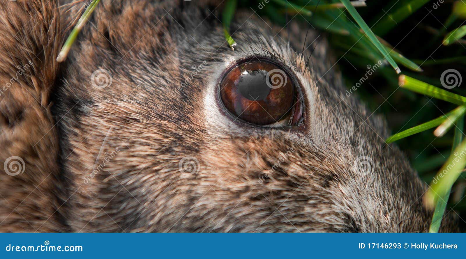 Close Up of Dead Rabbit S Eye (Leporida) Stock Image - Image of nature ...