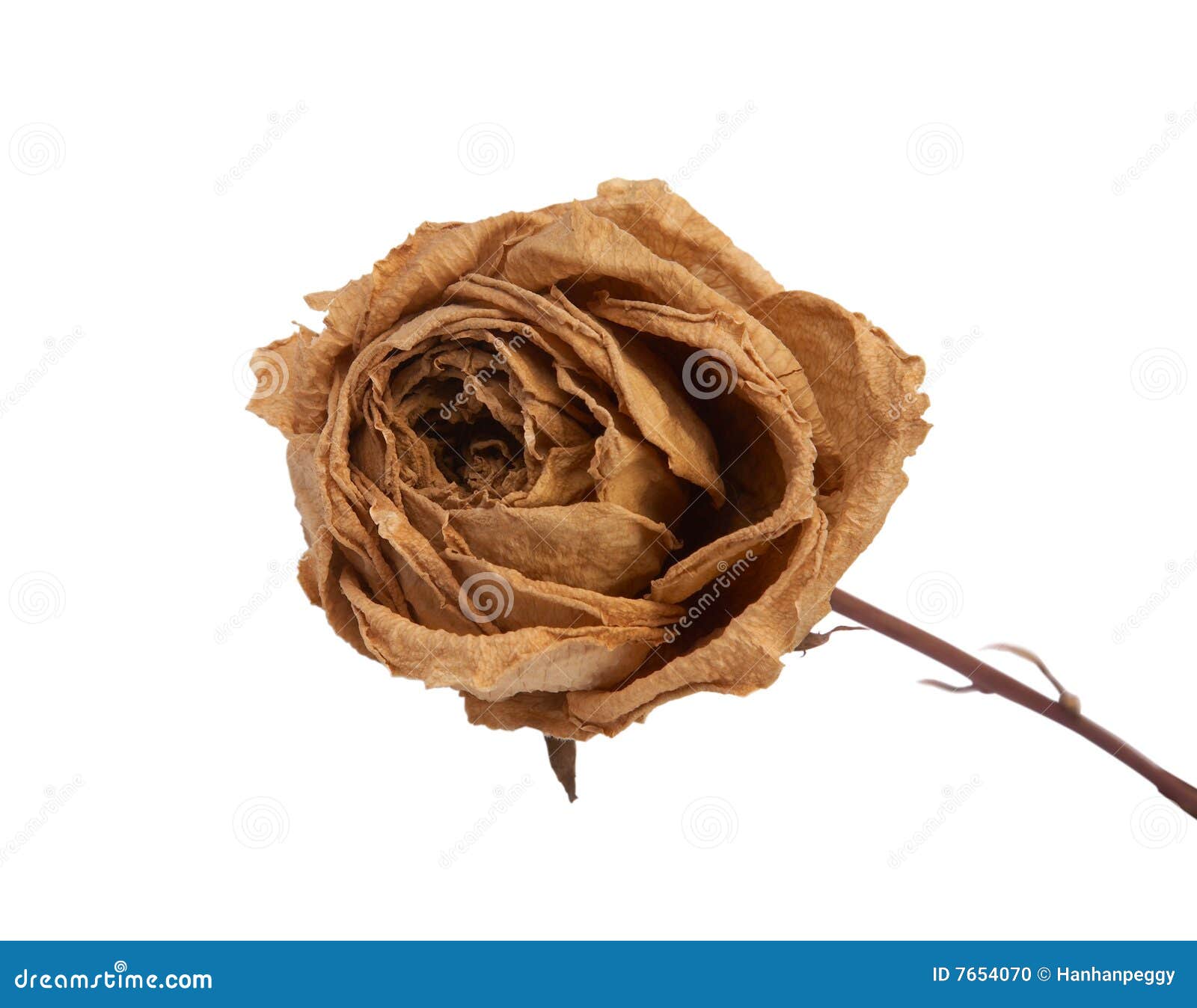 Close-up of dead rose stock photo. Image of detail, blank - 7654070