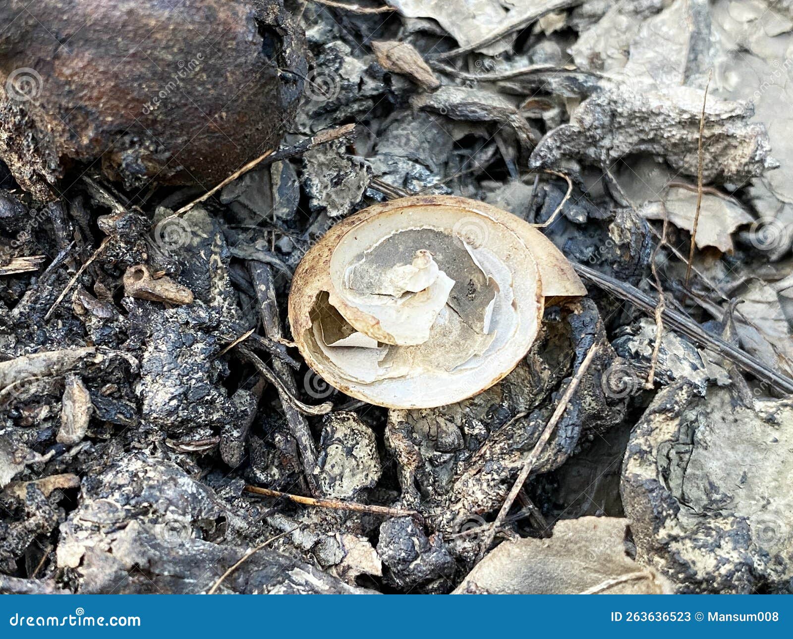 Dead shell on the ground stock image. Image of forest - 263636523