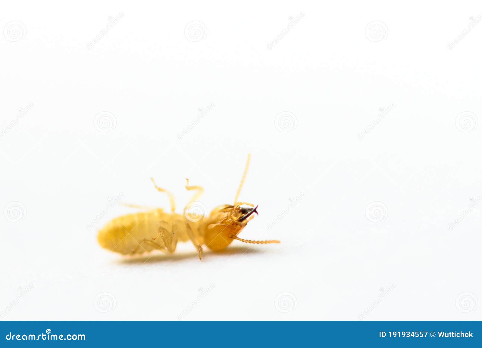 Dead Small Termite on White Background Stock Image - Image of enemy ...