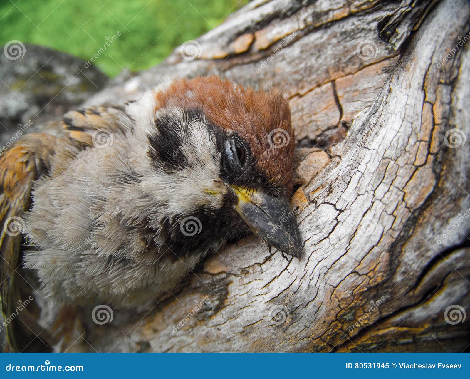Close up of a dead sparrow stock image. Image of green - 80531945