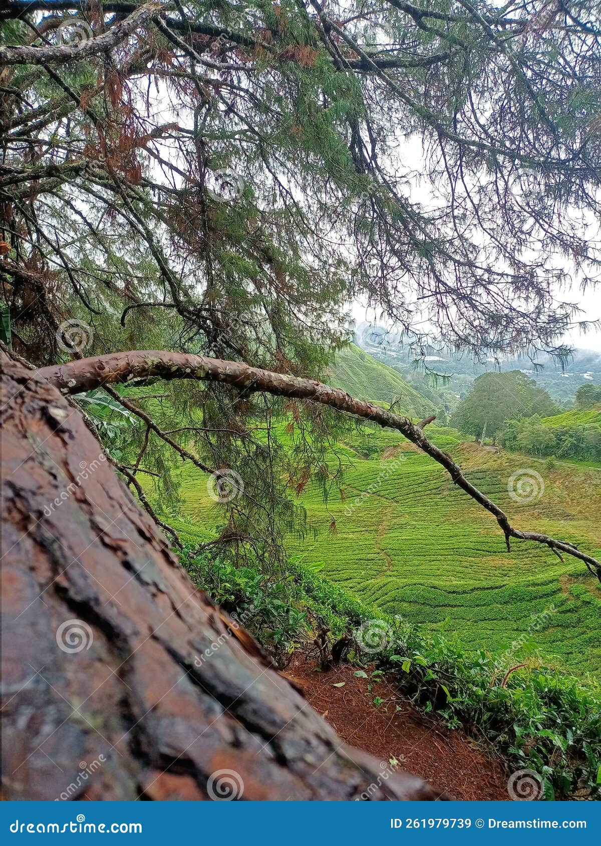 Close Up Dead Tree with Green Landscape Stock Image - Image of ...