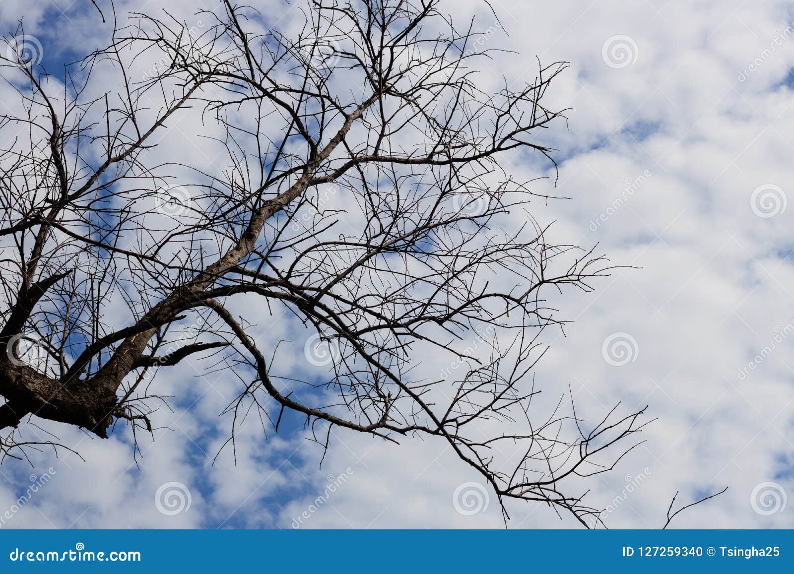 Dead Tree for Halloween or Scary. Stock Photo - Image of design ...