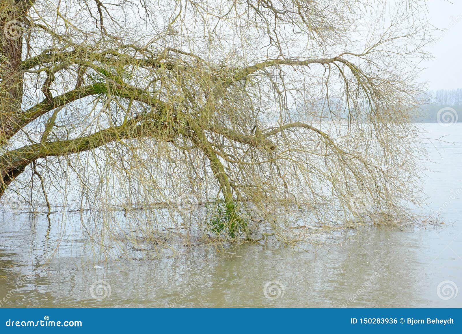 Dead tree near river stock photo. Image of natural, death - 150283936
