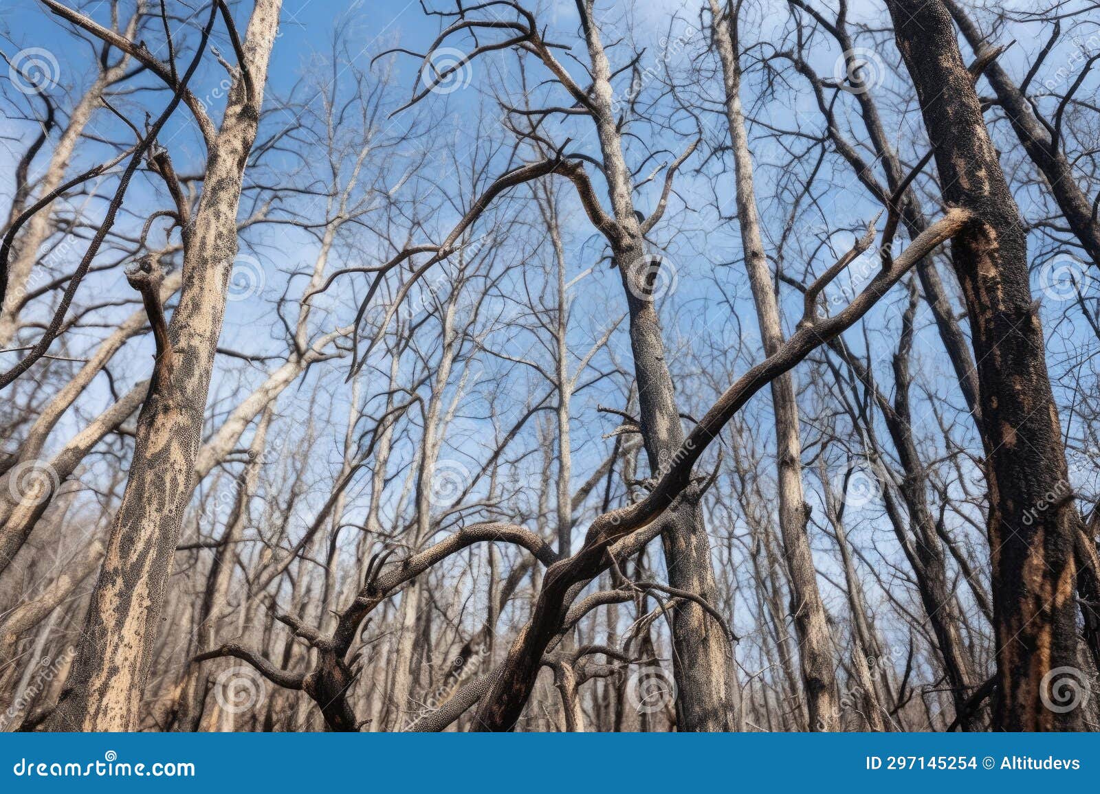 Close Up of a Dead Tree in a Scorched Forest Stock Photo - Image of ...