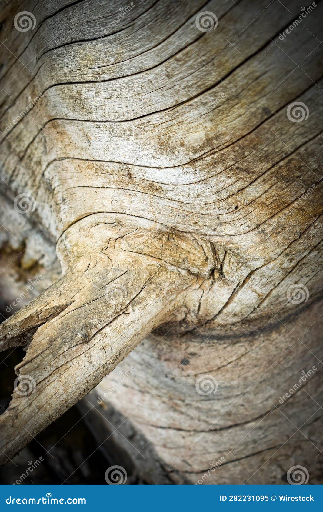 Close-up of a Dead Tree Stump with Dry Cracks and Texture Stock Image ...