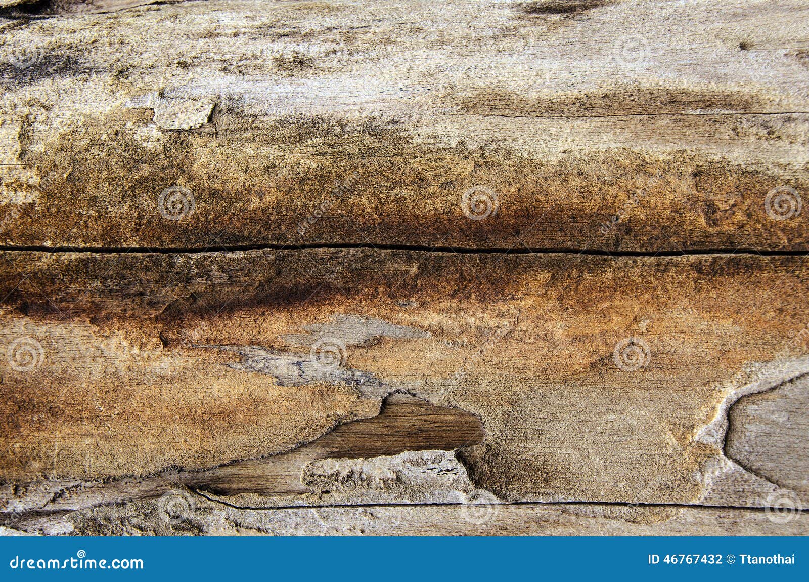 Close Up of Dead Tree Texture. Stock Photo - Image of abstract, brown ...
