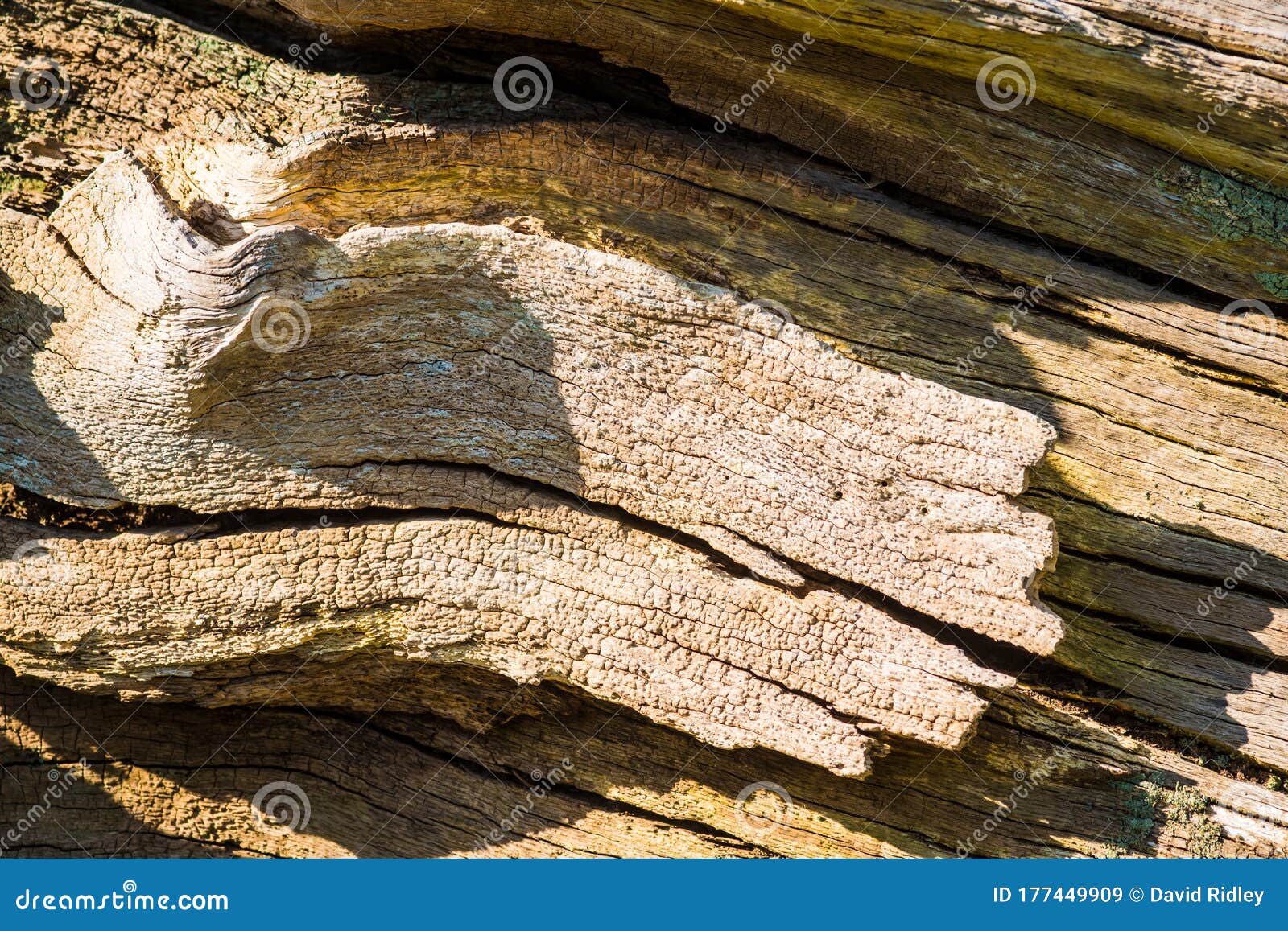Close Up of a Dead Tree Trunk Bark Texture Stock Image - Image of crack ...