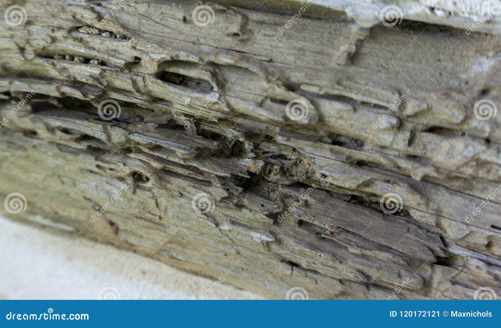 Close-up of Decay in Hand Hewed Log Stock Image - Image of brown, close ...