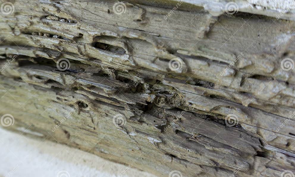 Close-up of Decay in Hand Hewed Log Stock Image - Image of brown, close ...