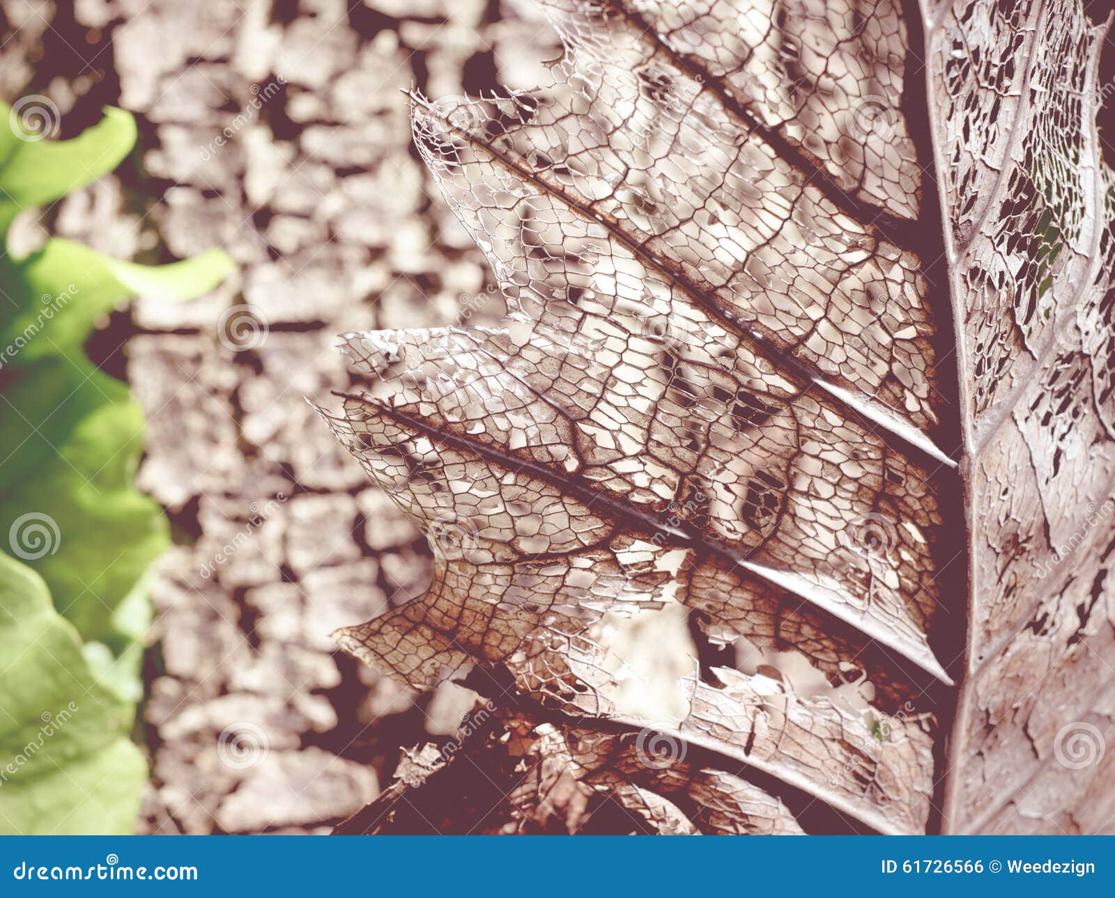Close Up Decay Leaf Texture Background Stock Photo - Image of foliage ...