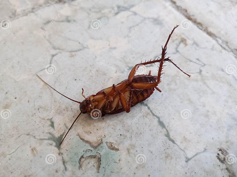 Dead Cockroach on a Light-colored Surface. Stock Illustration ...