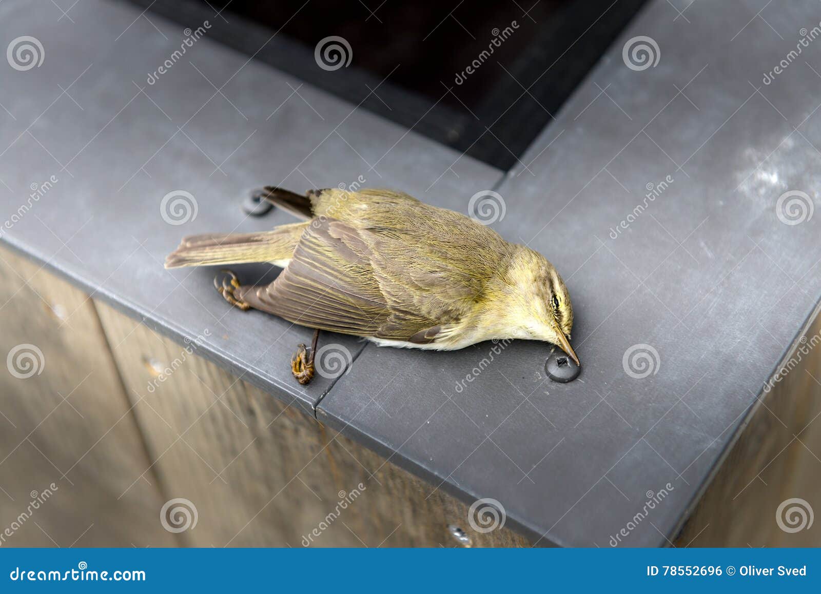Close-up of a Deceased Yellow Bird Stock Photo - Image of death, dead ...