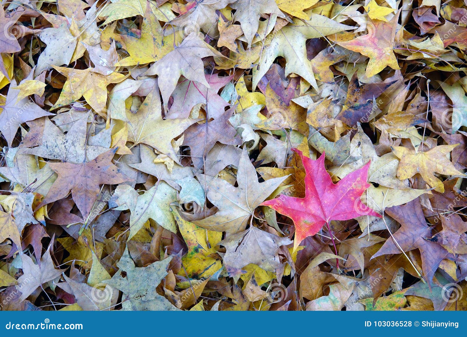 Defoliation stock photo. Image of leaves, plant, autumn - 103036528