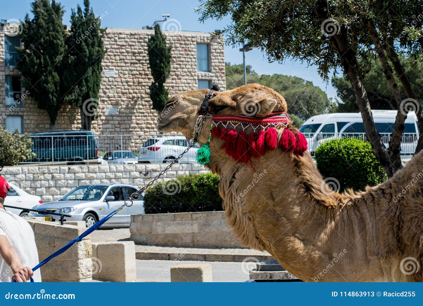 Decorated Camel in Jerusalem Israel Editorial Stock Photo - Image of ...