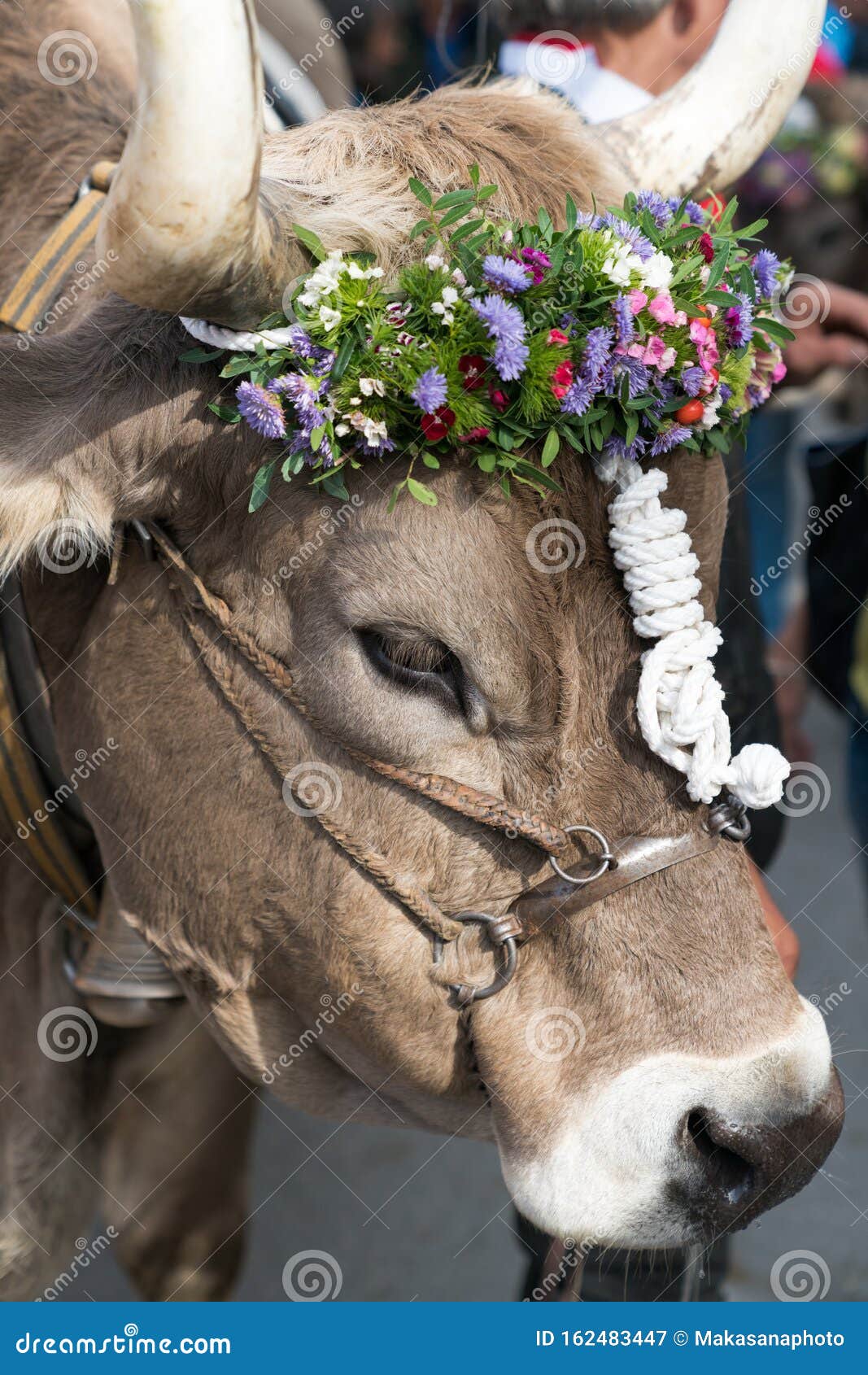 Close Up of a Decorated Prize Steer in the Swiss Alps Stock Image ...