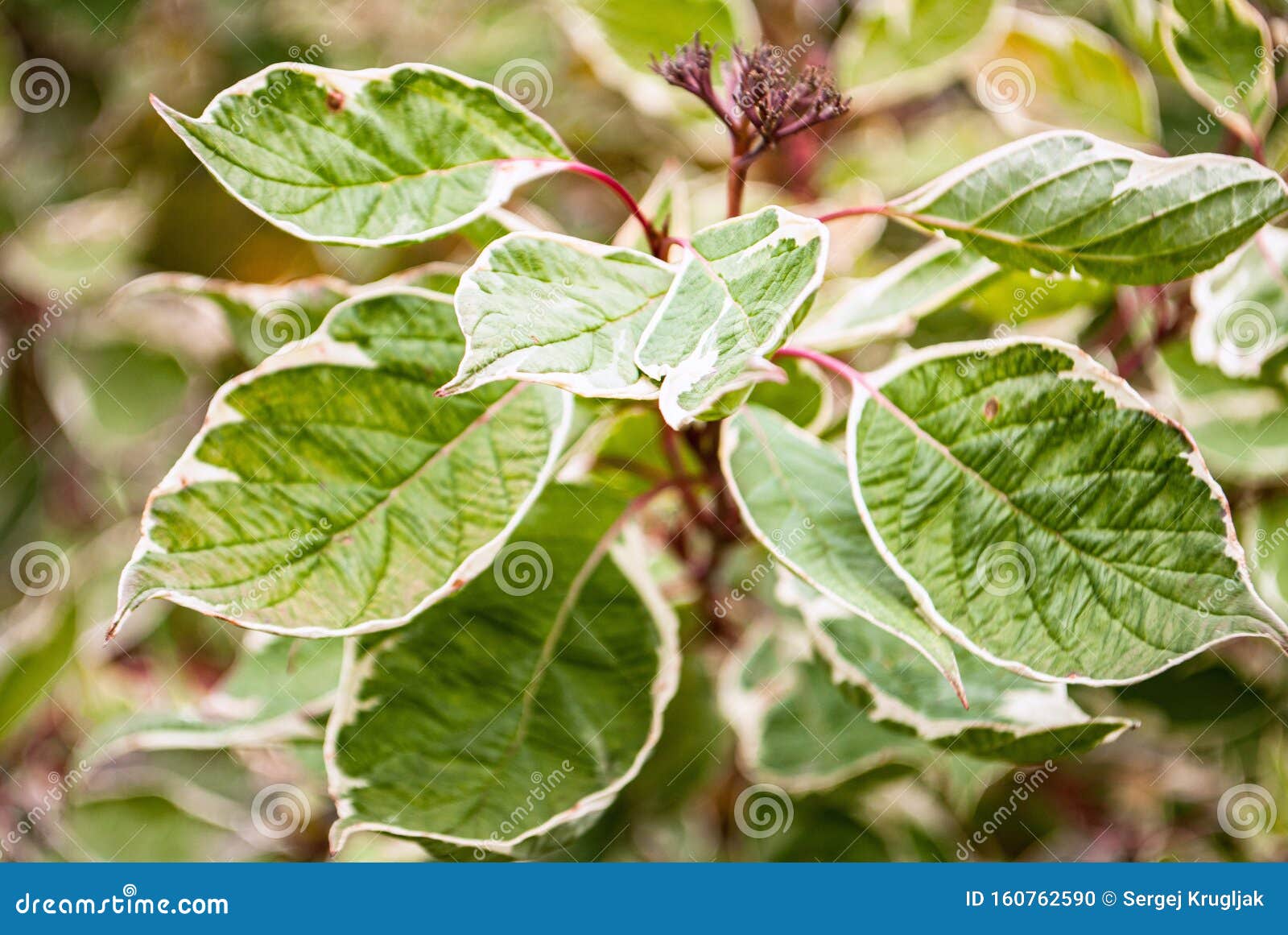 Close-up Decorative Bush with Green Leaves and Light Edging Stock Photo ...