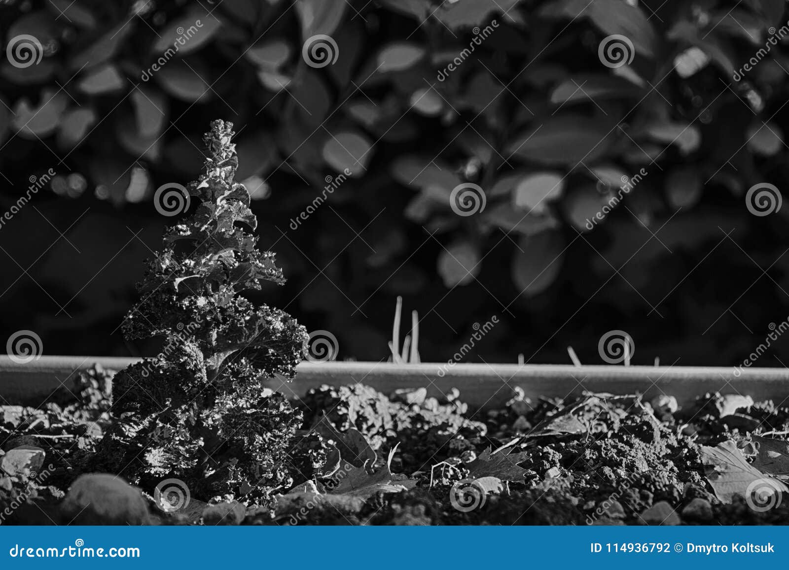 Close Up of Decorative Cabbage, Ornamental Cabbage Plants. Background ...