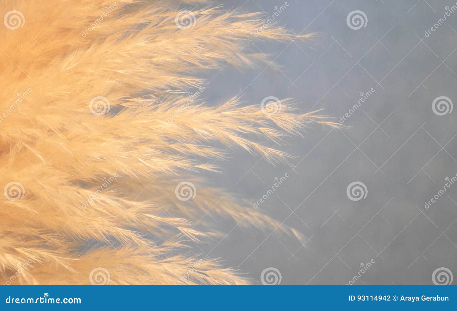 Close-up of Decorative Dry Feather Grass Similar To Stipa Stock Photo ...