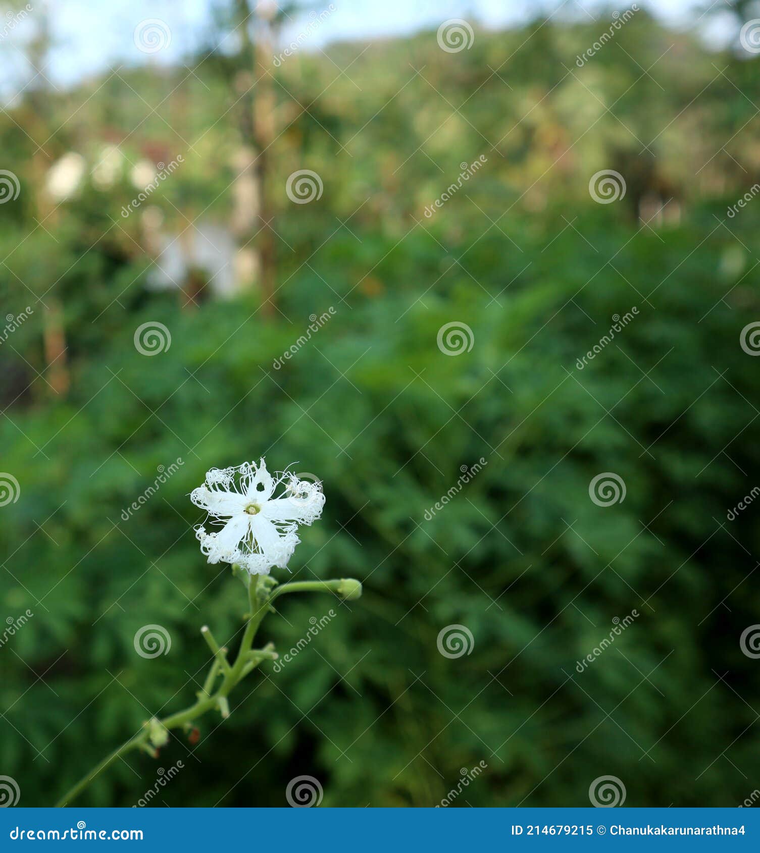 Close Up of a Decorative White Snake Gourd Flower Stock Image - Image ...