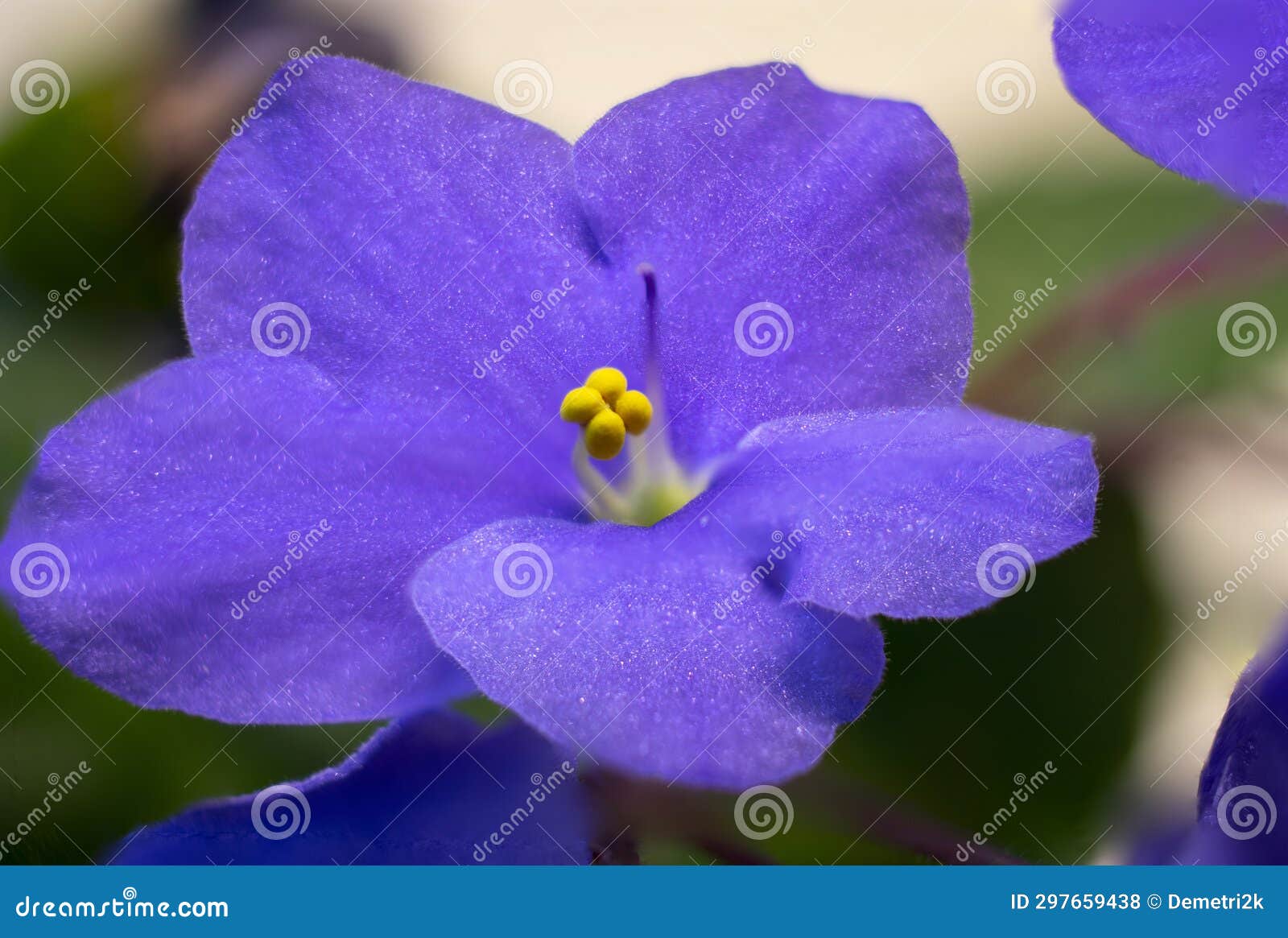 Close-Up of Deep Blue African Violets -08 Stock Photo - Image of ...