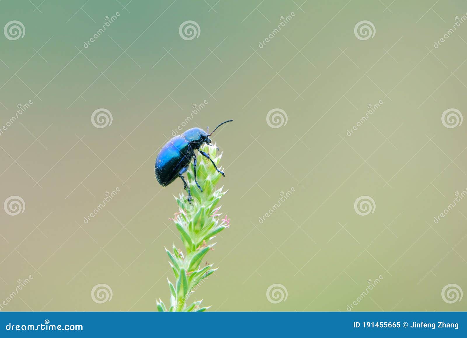 Deep blue leaf beetle stock image. Image of animals - 191455665