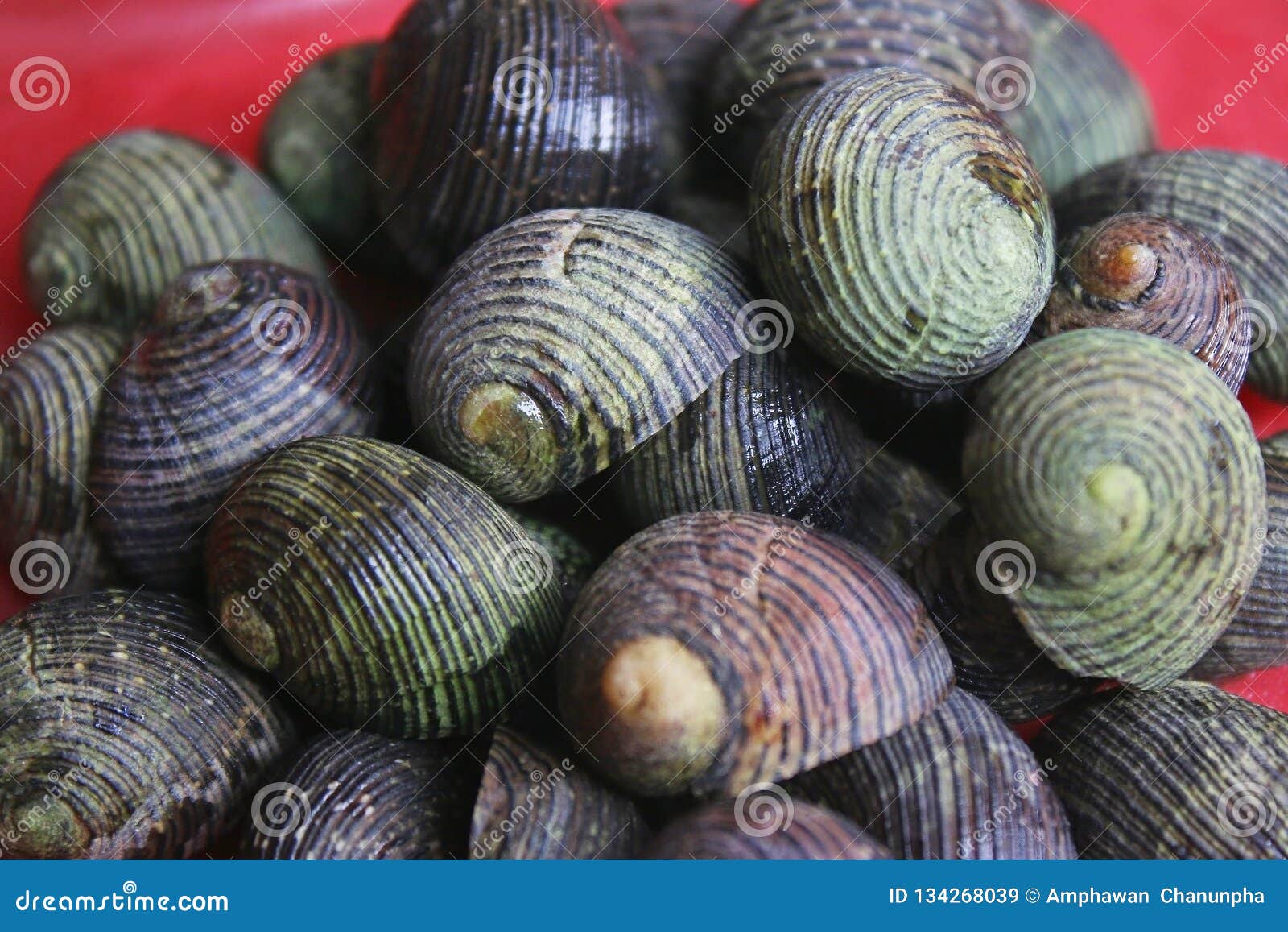 Deep sea shell stock image. Image of bivalve, design - 134268039