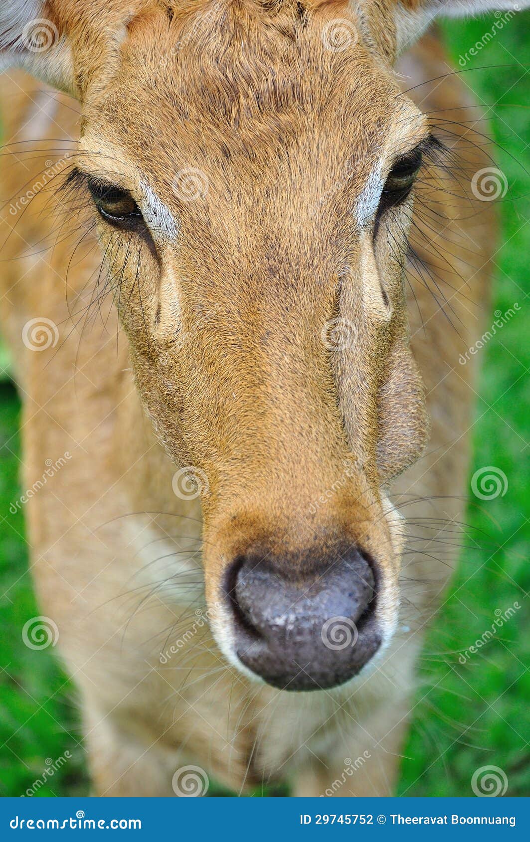 Deer (brow-antlered) stock photo. Image of wilderness - 29745752