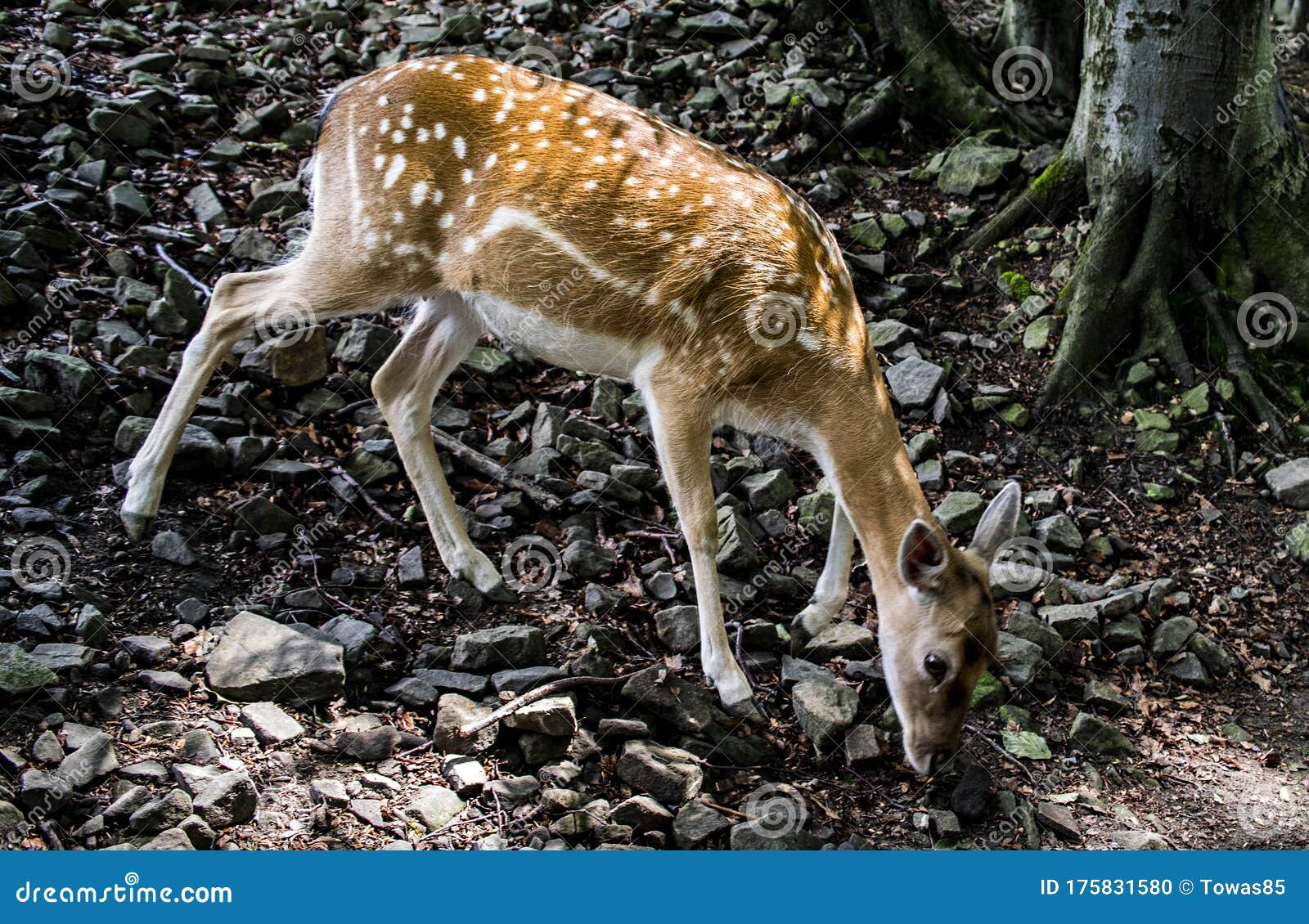 Deer cub stock photo. Image of sniffing, wild, nature - 175831580