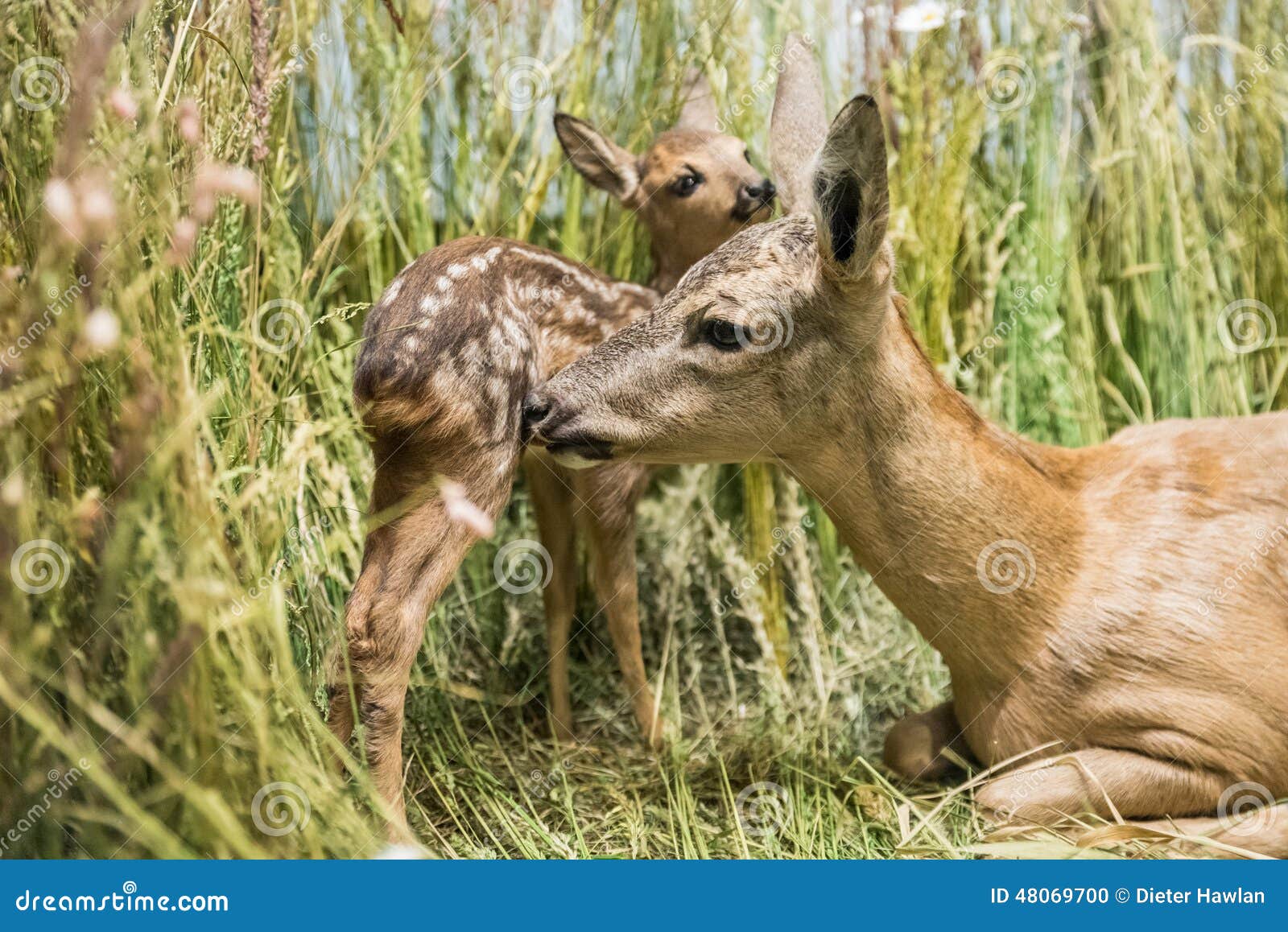 Close up of a deer family stock photo. Image of brown - 48069700