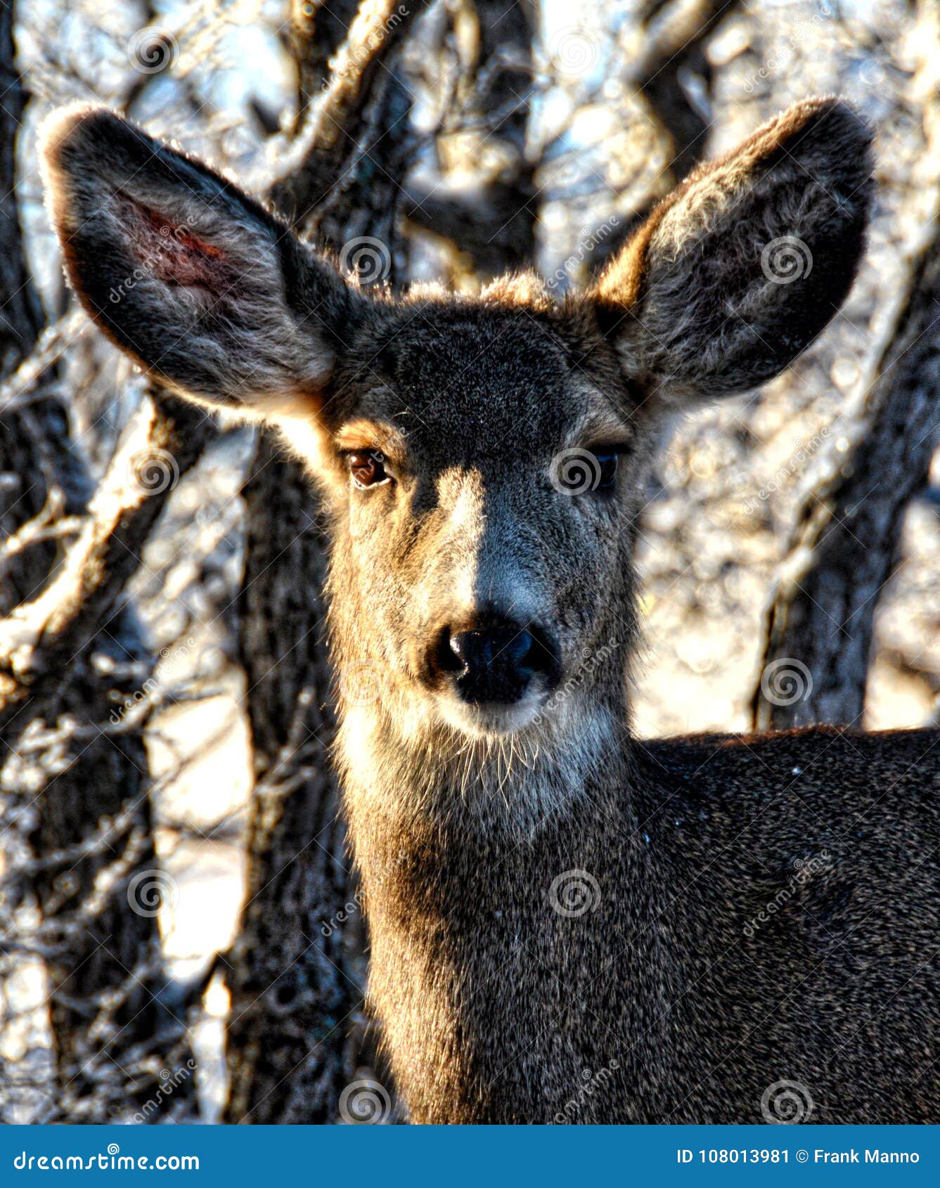 Close Up of a Deer in the Forest Stock Image - Image of buck, lays ...