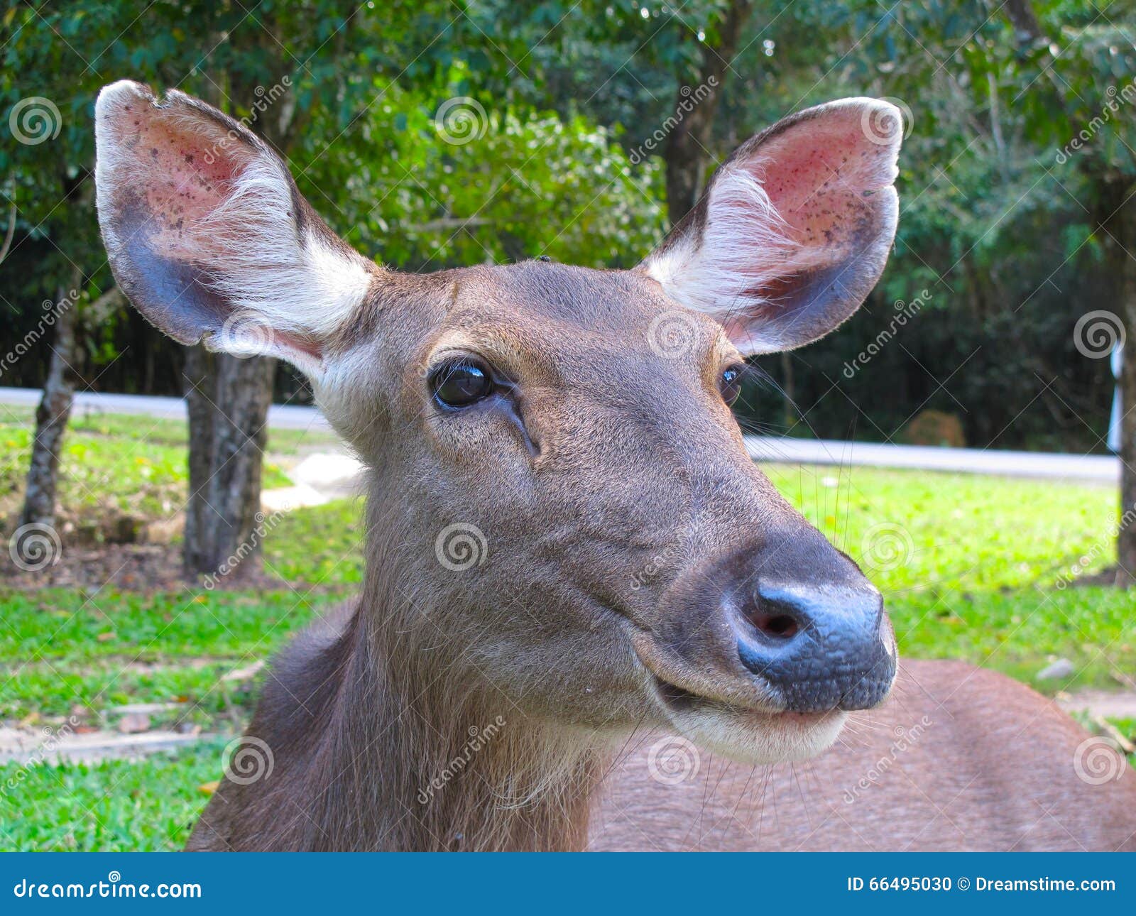 Close-up of a deer stock photo. Image of living, nose - 66495030