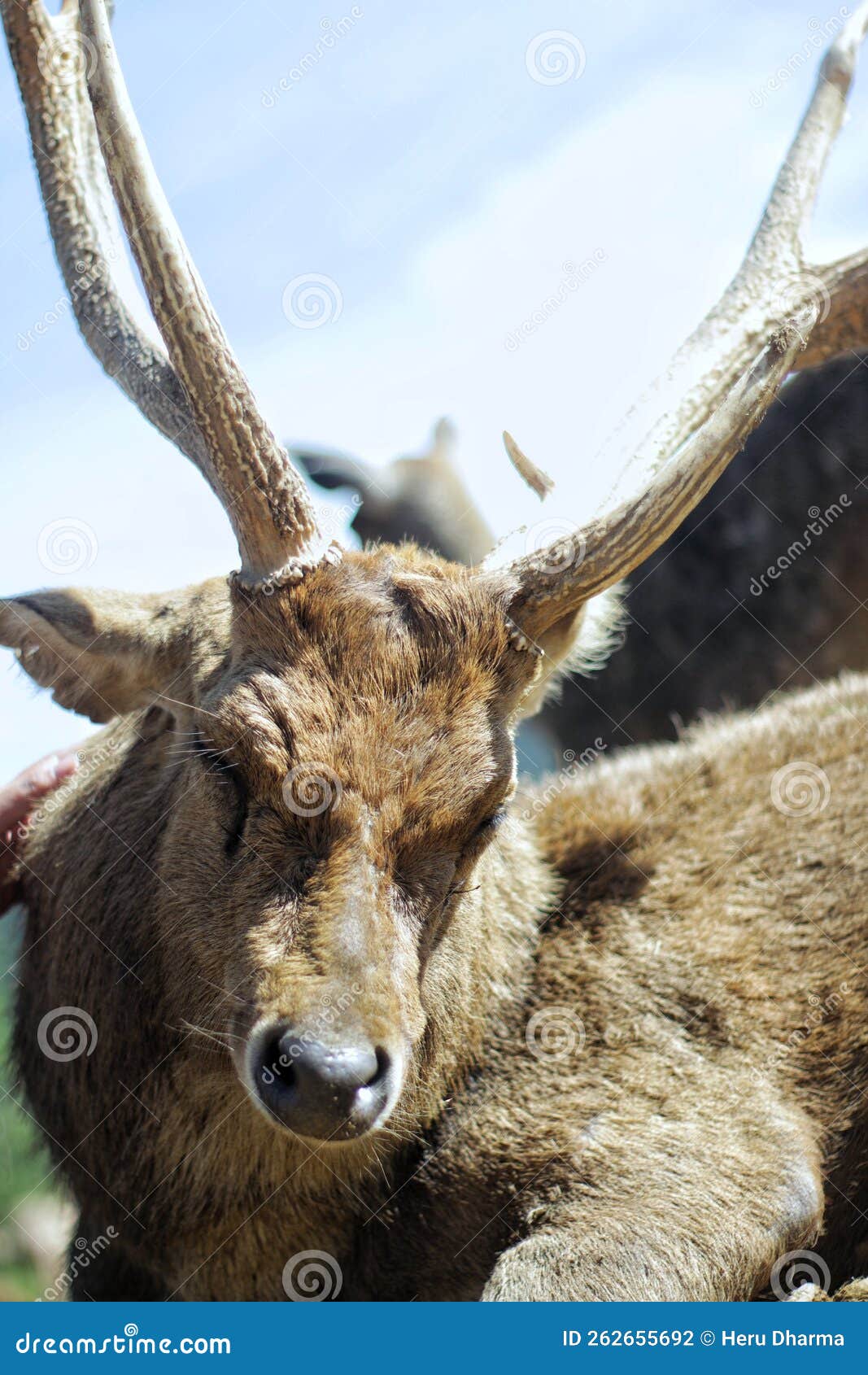 Close-up of a Deer& X27;s Face Stock Photo - Image of horn, sheep ...