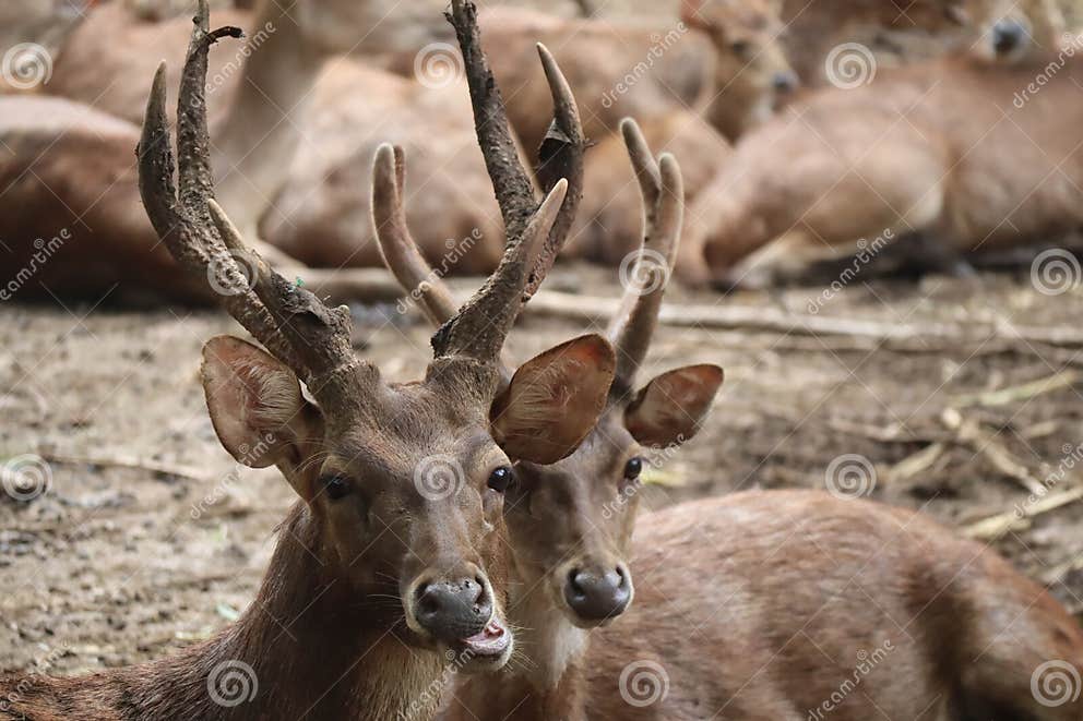 Close Up of the Deer S Face Stock Photo - Image of nature, horn: 315778564