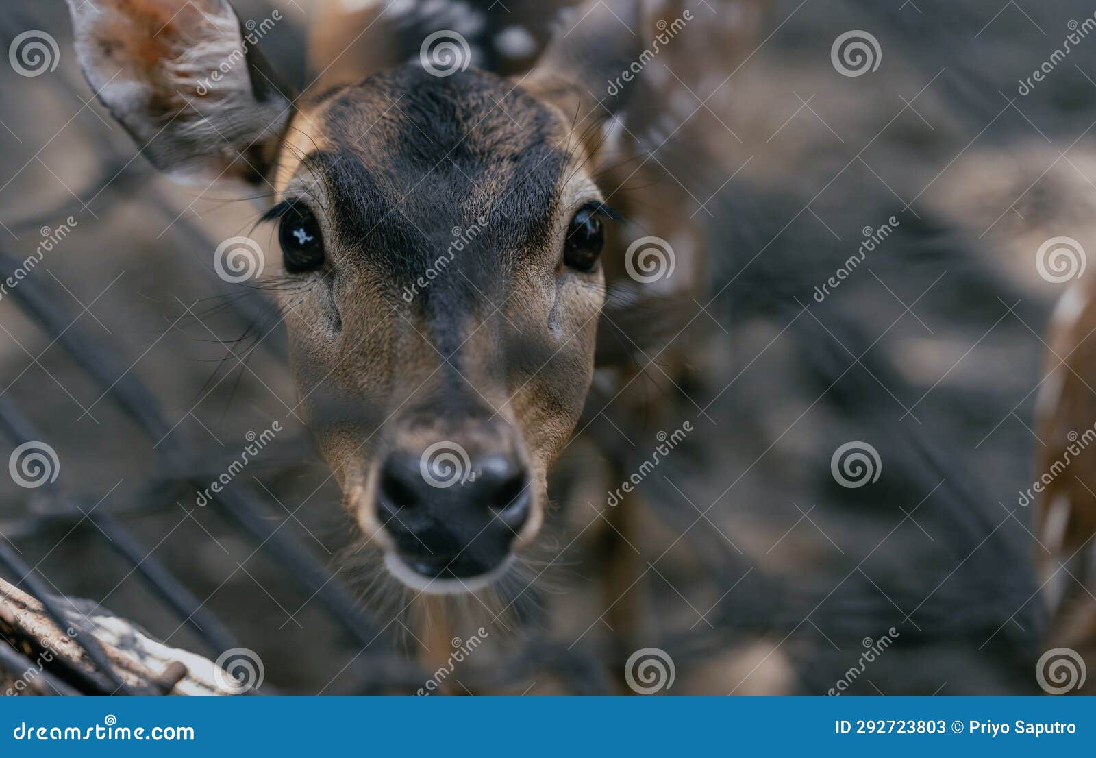 Close-up of a Deer S Head from the Front. Stock Image - Image of copy ...