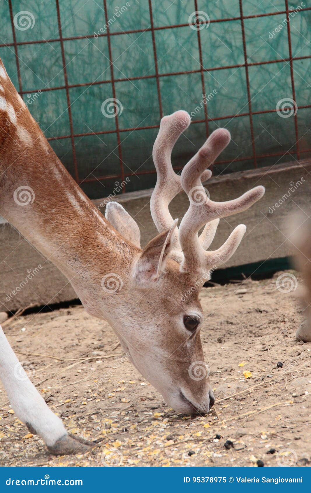Close up of deer stock image. Image of close, nose, deer - 95378975