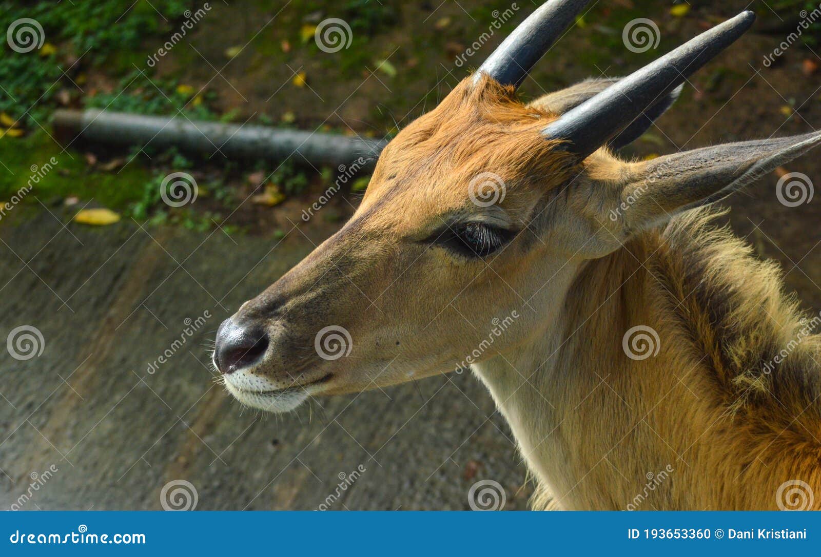 Close Up of Deer from Side Angle Stock Photo - Image of brown, desert ...