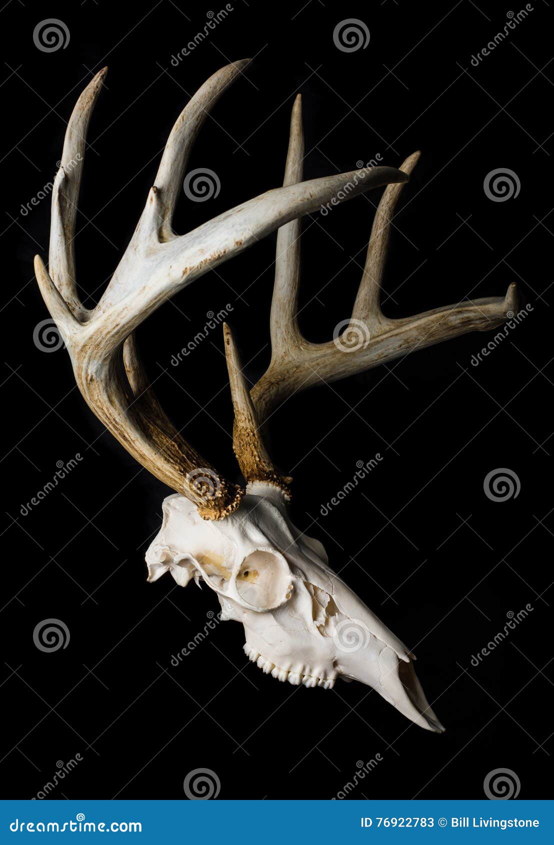 Close Up of Deer Skull on Black Background Side View Stock Image ...