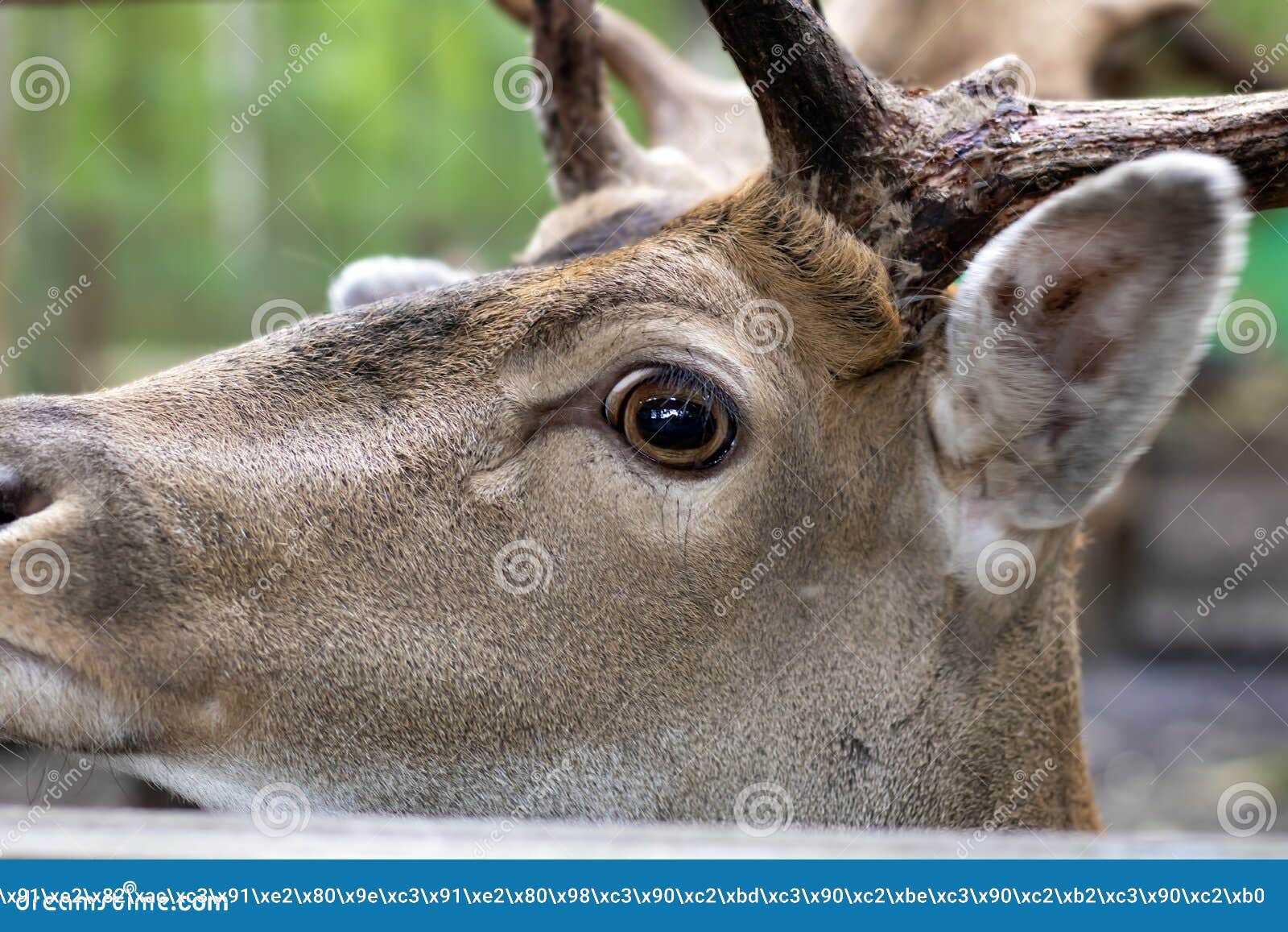 A Close-up Deer that Stands Sideways. the Eye and Face of a Deer Stock ...