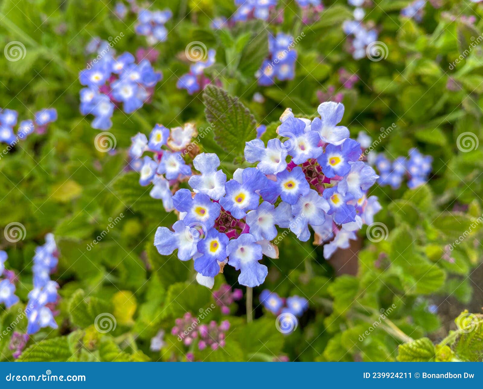 Delicate Blue Flowers during Spring Season Stock Image - Image of ...