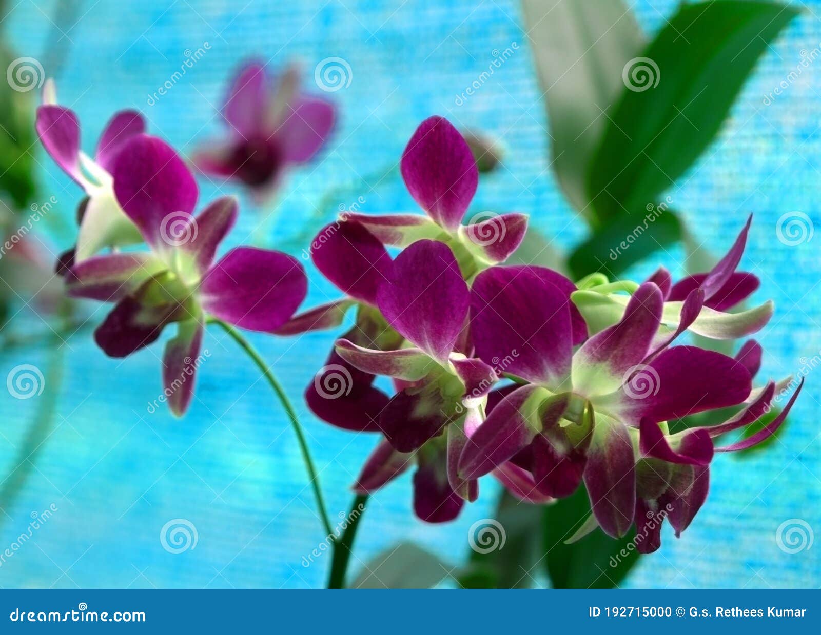 Close Up of Delicate Orchid Flowers Stock Photo - Image of orchid ...
