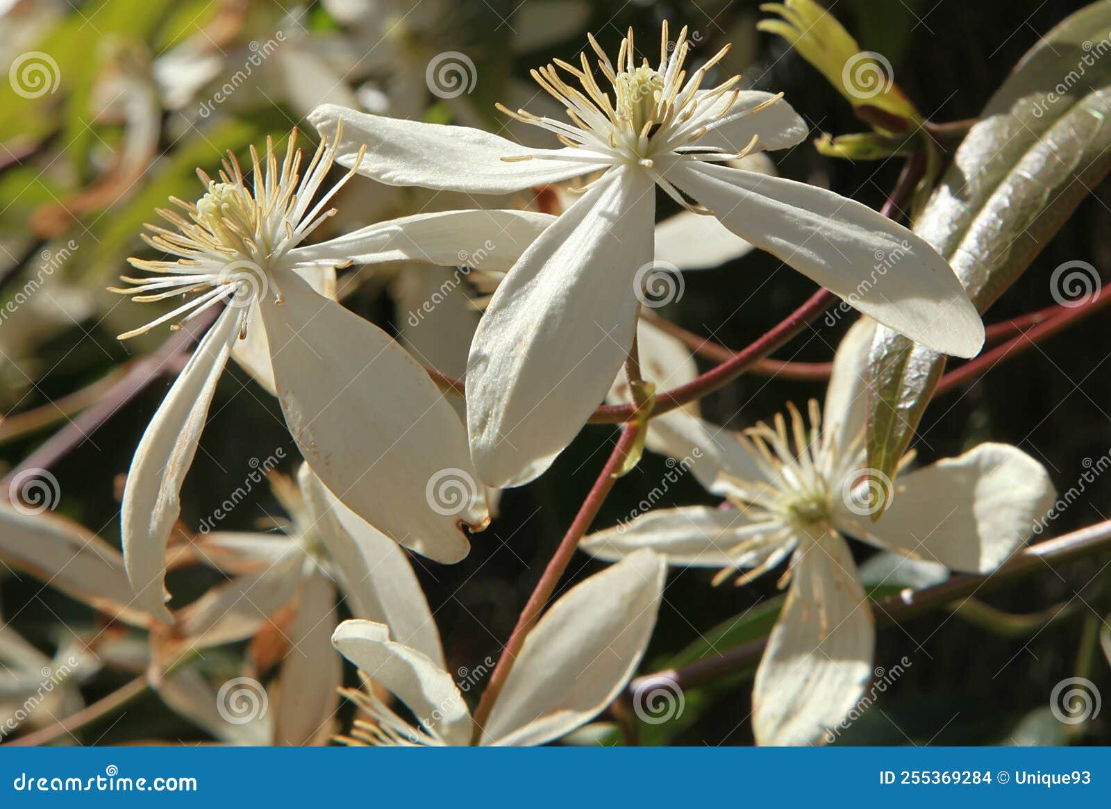 White Flowers of Clematis Armandii Stock Photo - Image of vegetable ...