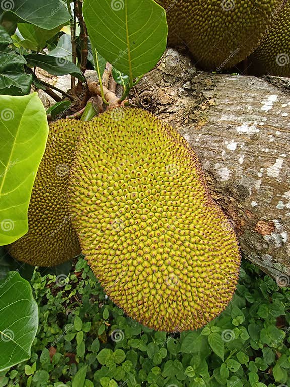 Close-up of Delicious Jackfruit on Tree Stock Photo - Image of produce ...