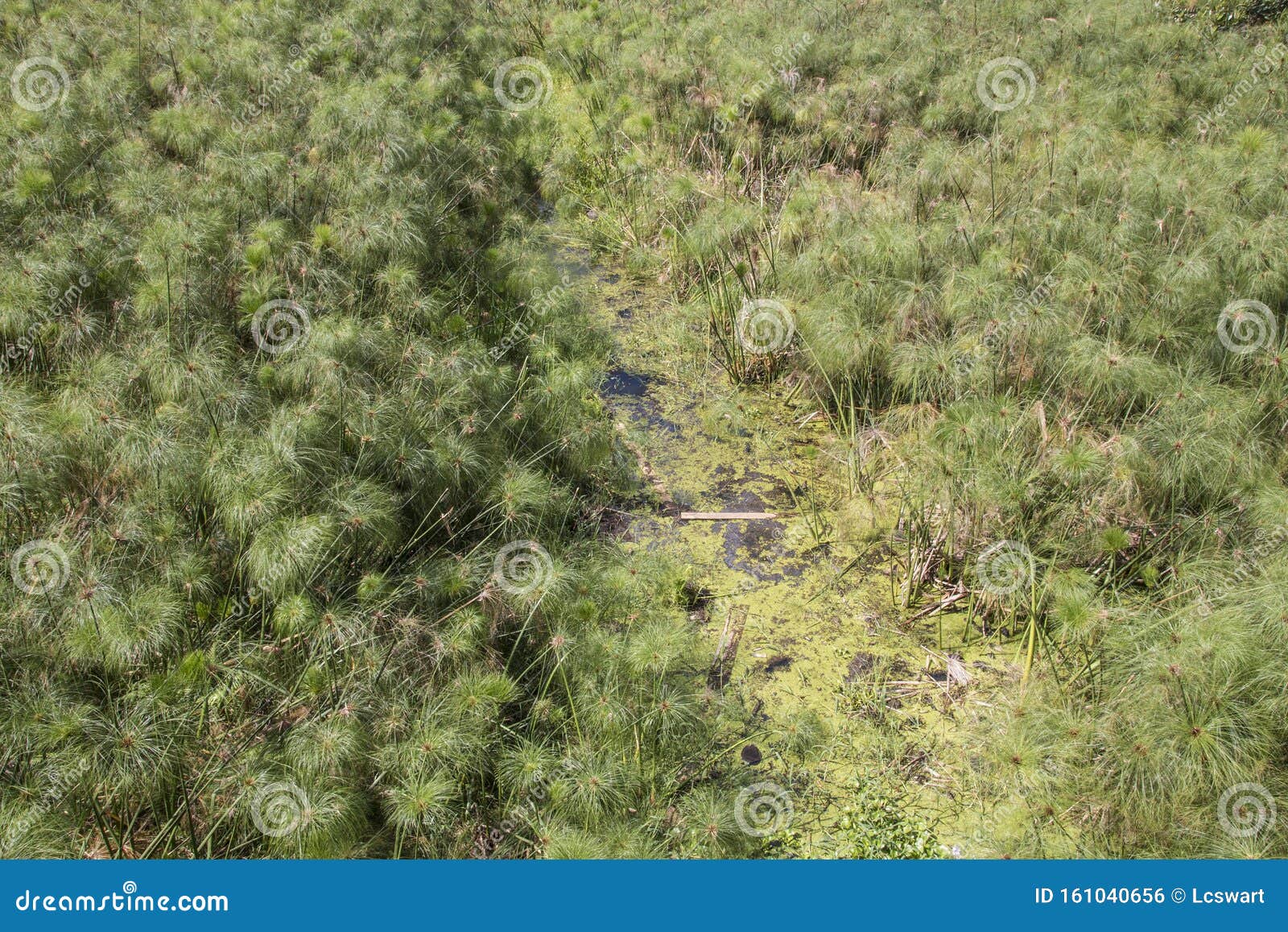 Close Up of Dense Papyrus Reeds Growing in Shallows Stock Photo - Image ...