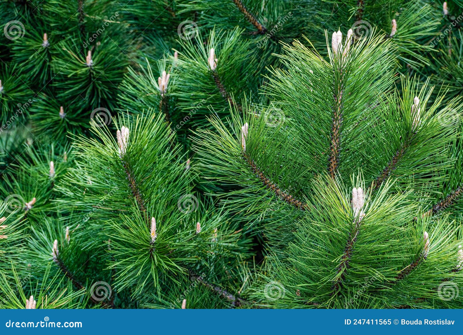 Close-up of a Dense Stand of Pine Trees Stock Image - Image of forest ...