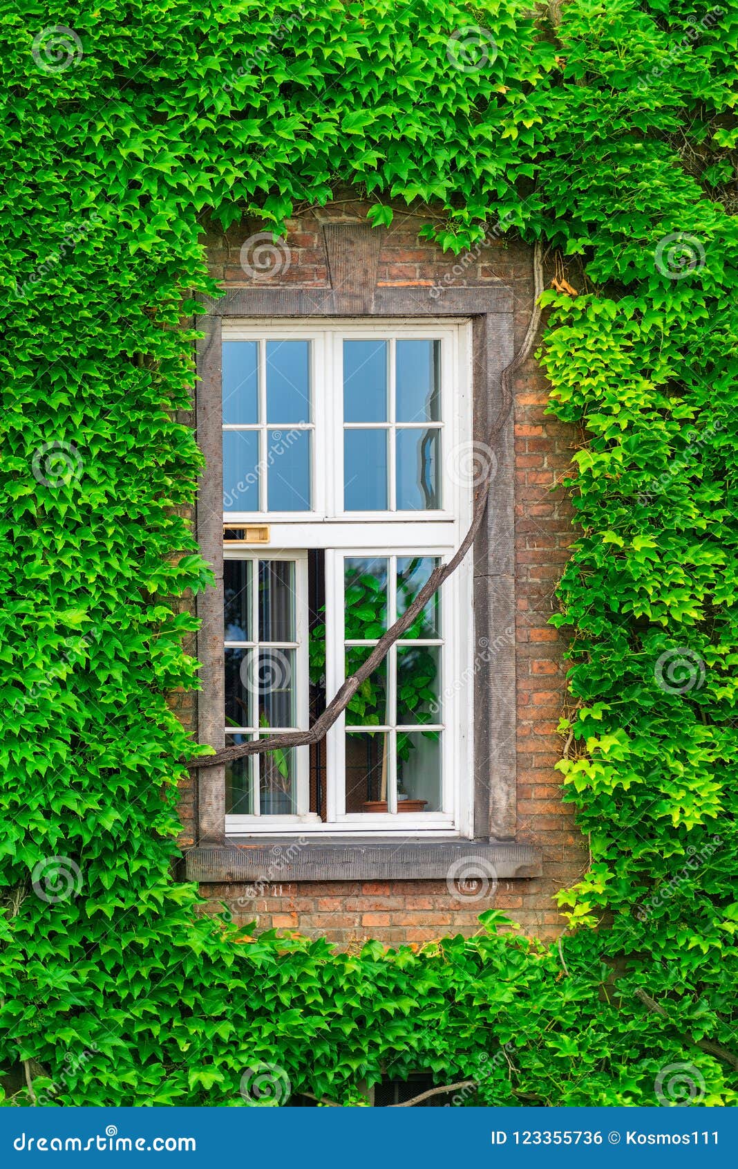 Close-up of a Dense Vine on a Brick Wall Around Stock Photo - Image of ...