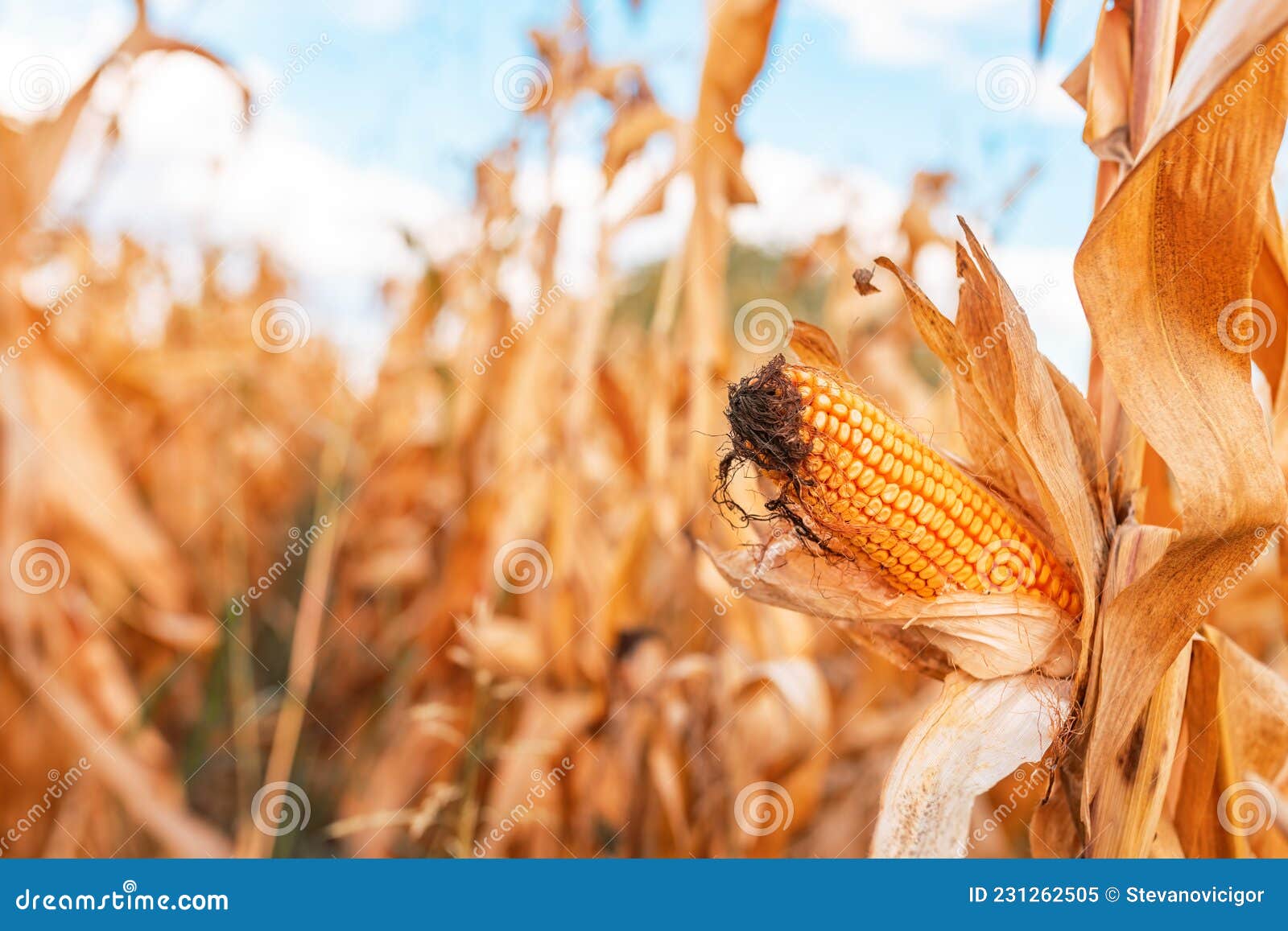 Close Up of Dent Corn Ear in Maize Crops Field Stock Image - Image of ...