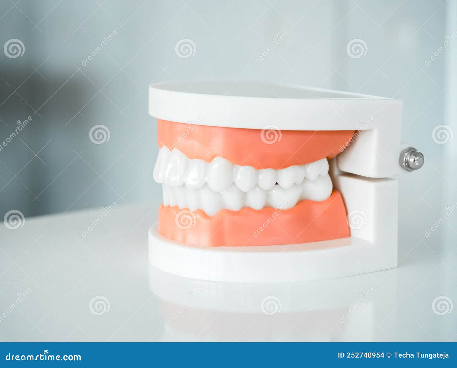 Close Up Of Denture Tooth, Side View ,acrylic Human Jaw Model On White ...