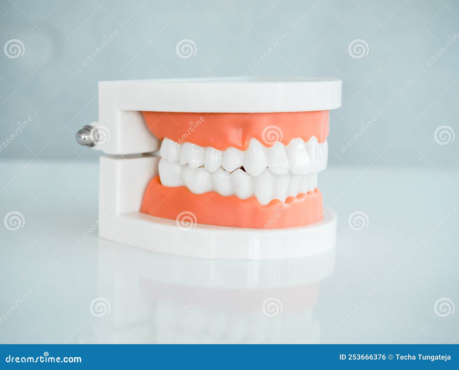 Close Up of Denture Tooth, Side View ,acrylic Human Jaw Model on White ...