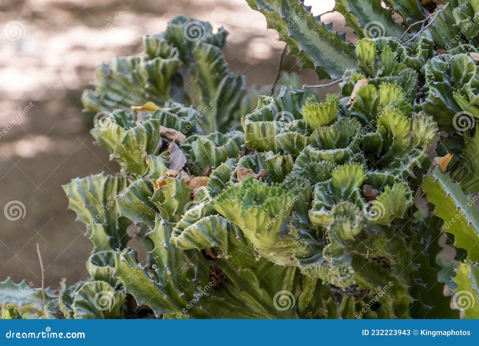 Close Up of Desert Cactus Twisted Plant Stock Image - Image of desert ...